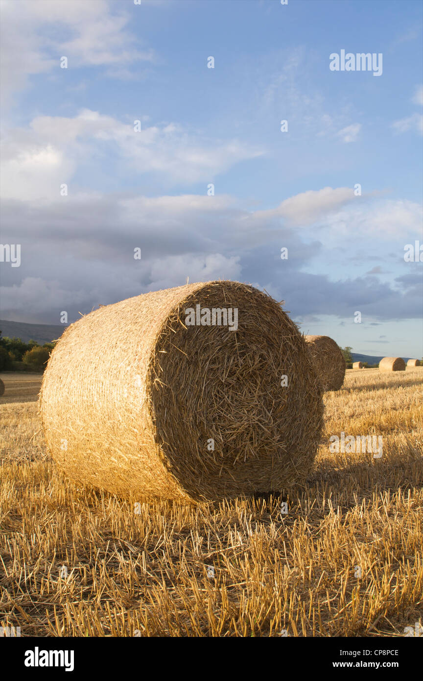 harvested field with bales Stock Photo - Alamy