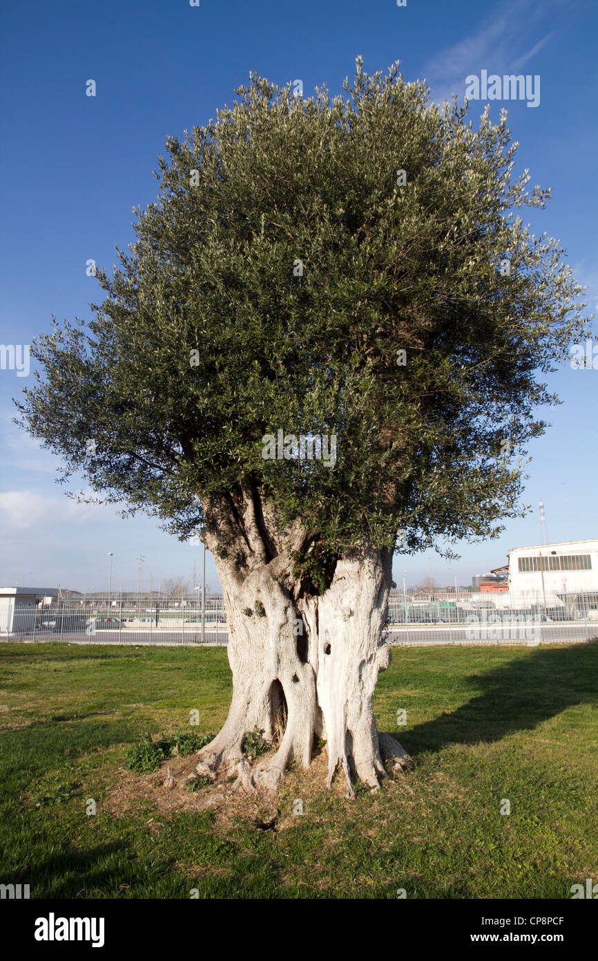 Italian olive tree single hi-res stock photography and images - Alamy