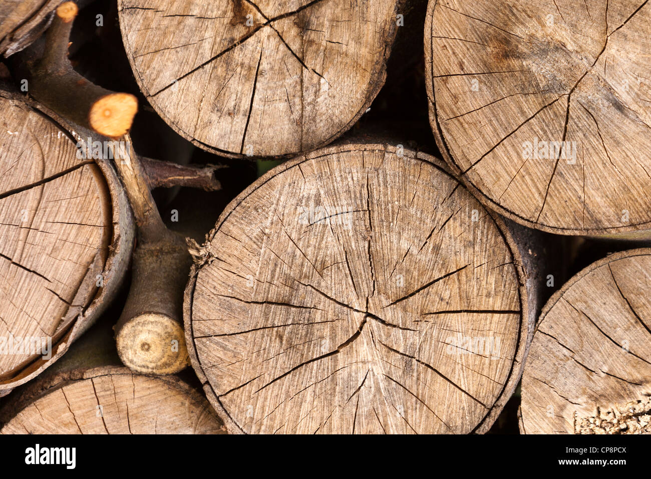 Growth rings and radial splits on the end of a log Stock Photo - Alamy