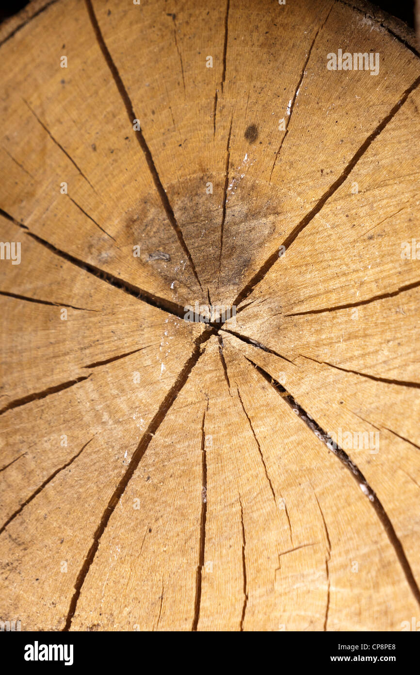 Growth rings and radial splits on the end of a log Stock Photo - Alamy