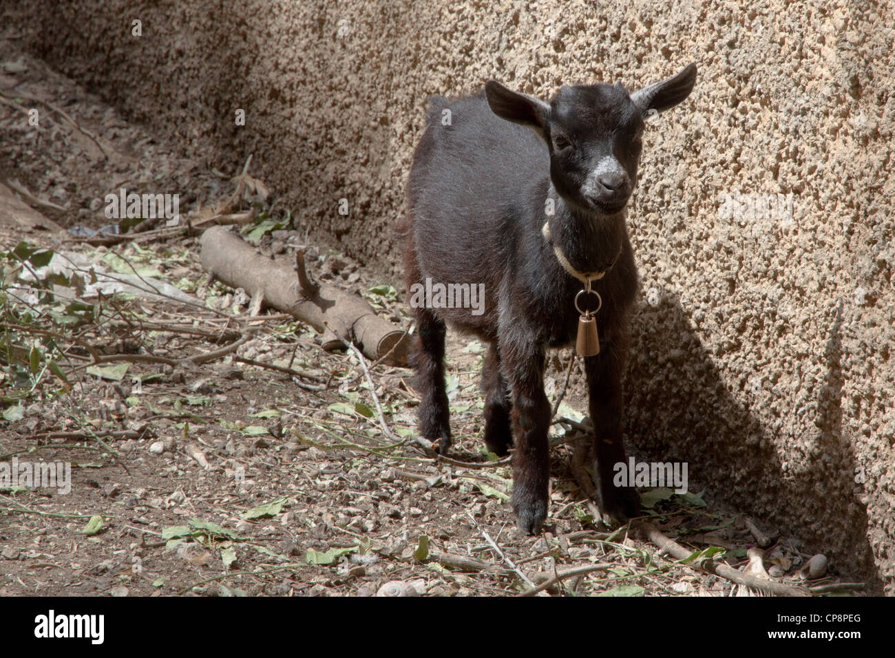 Mallorca goat hi-res stock photography and images - Alamy