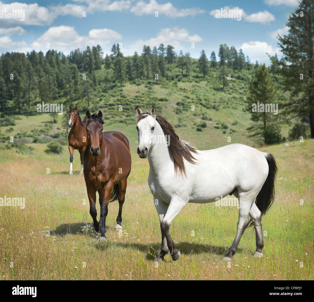 Beautiful Wild Tennessee Walking Horses Minnesota Walking Horse