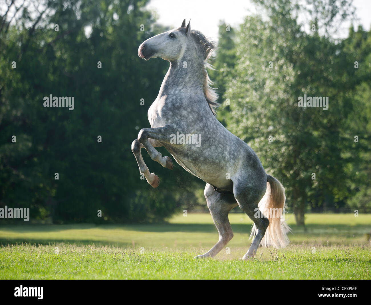 Dappled gray stallion hi-res stock photography and images - Alamy