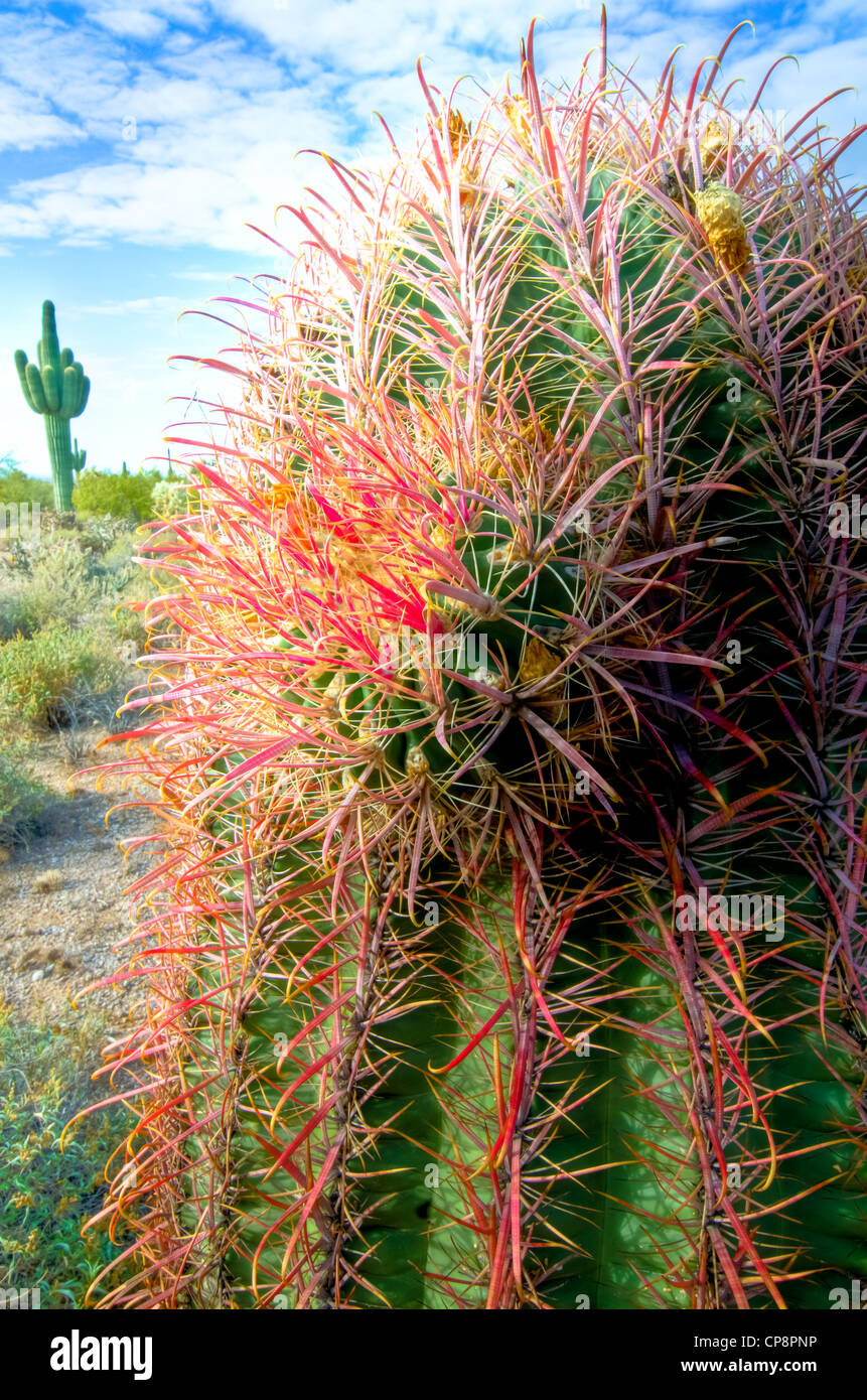 Fishhook barrel cactus hi-res stock photography and images - Alamy