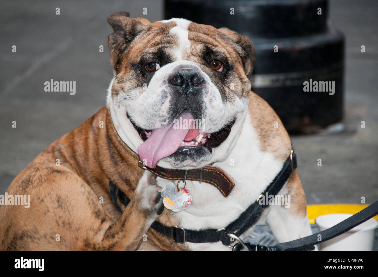 Bulldog sitting hi-res stock photography and images - Alamy
