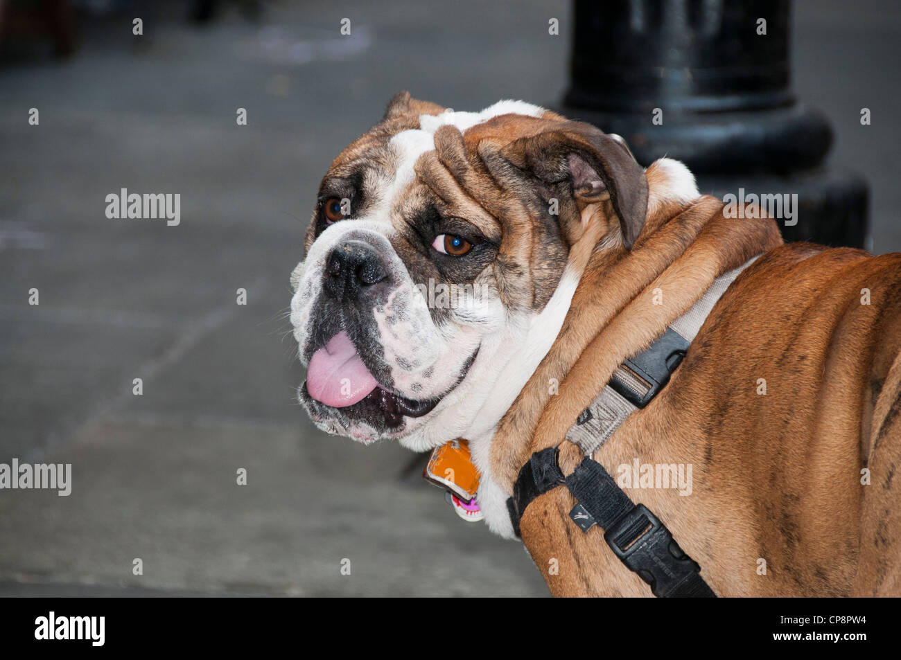 Bulldog standing hi-res stock photography and images - Alamy