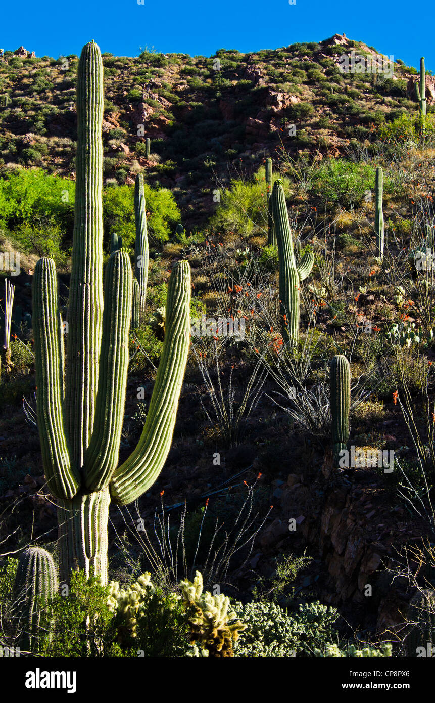 Wonderful huge Saguaro Cactus in the Sonoran Desert of the Southwestern ...