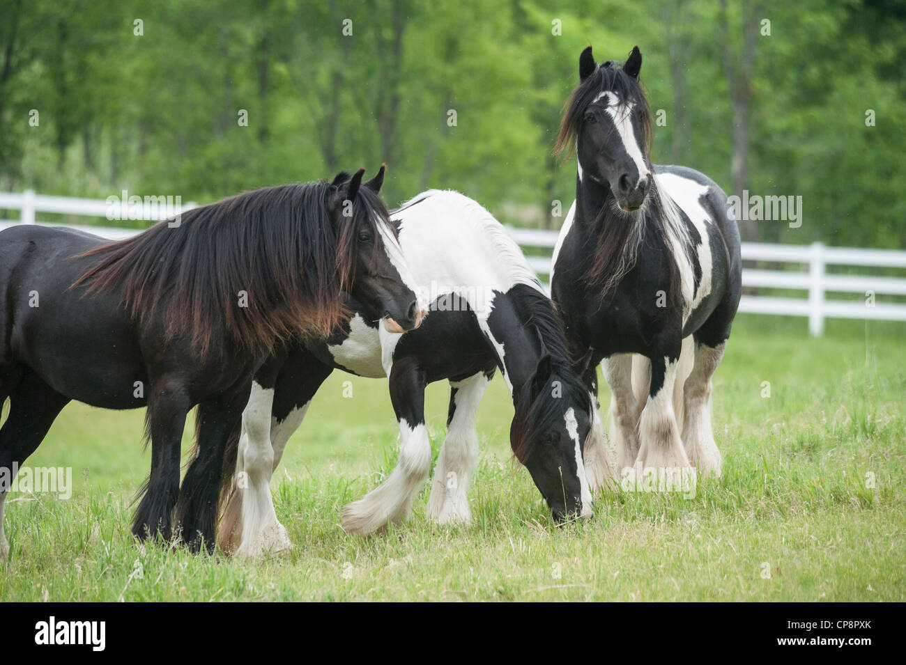 Gypsy vanner hi-res stock photography and images - Alamy