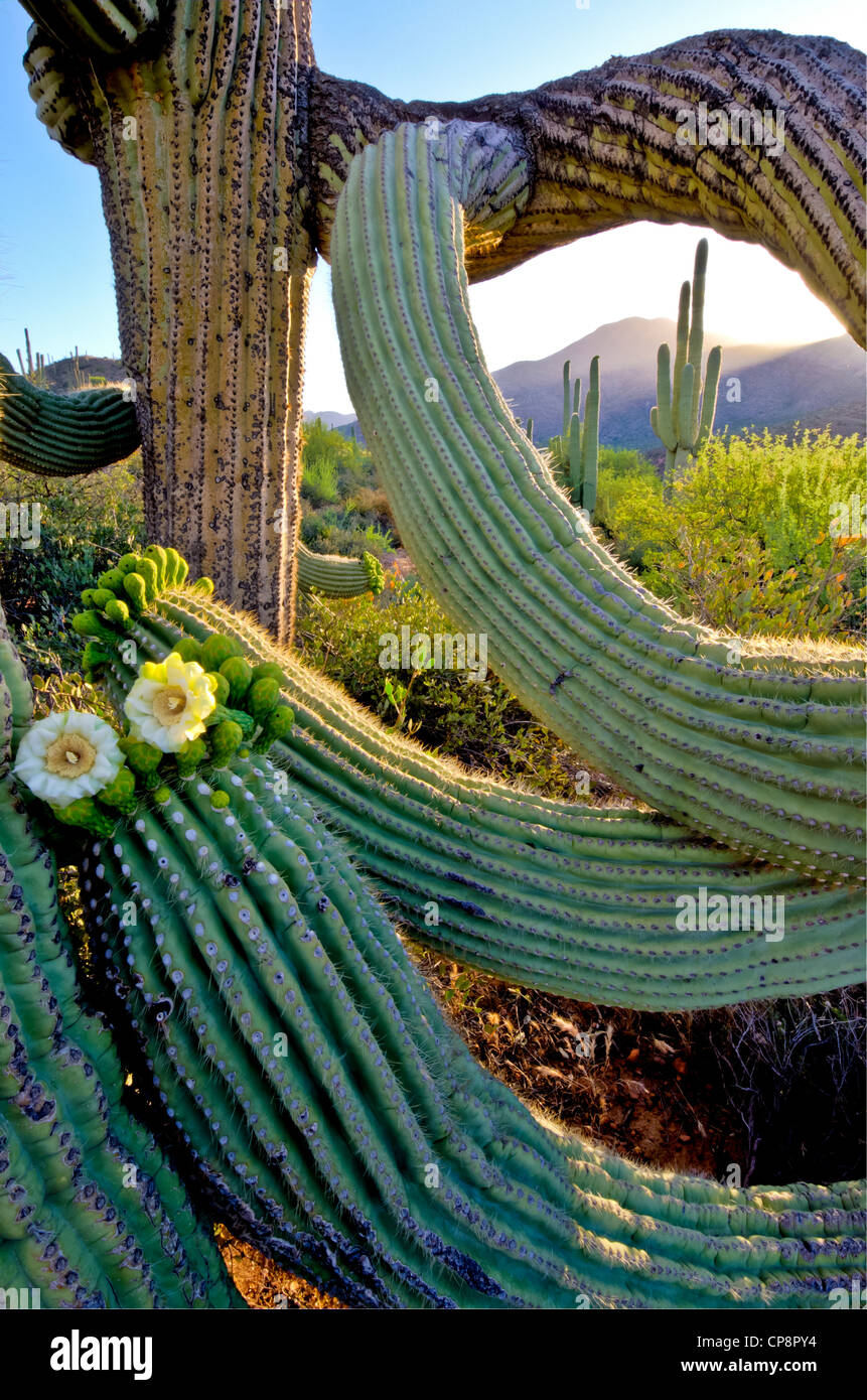 Wonderful huge Saguaro Cactus in the Sonoran Desert of the Southwestern ...