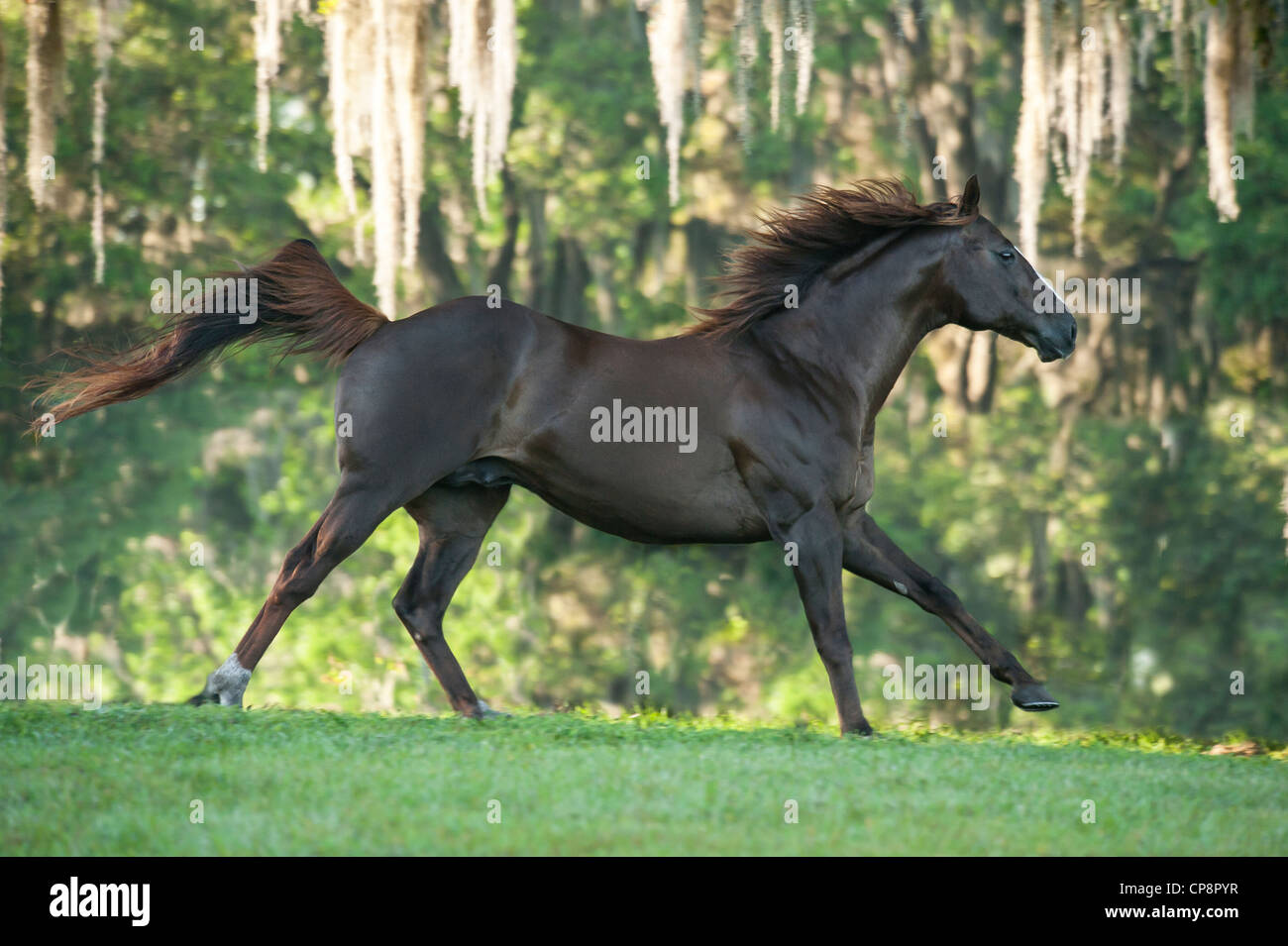 Thoroughbred horse stallion gallops Stock Photo - Alamy