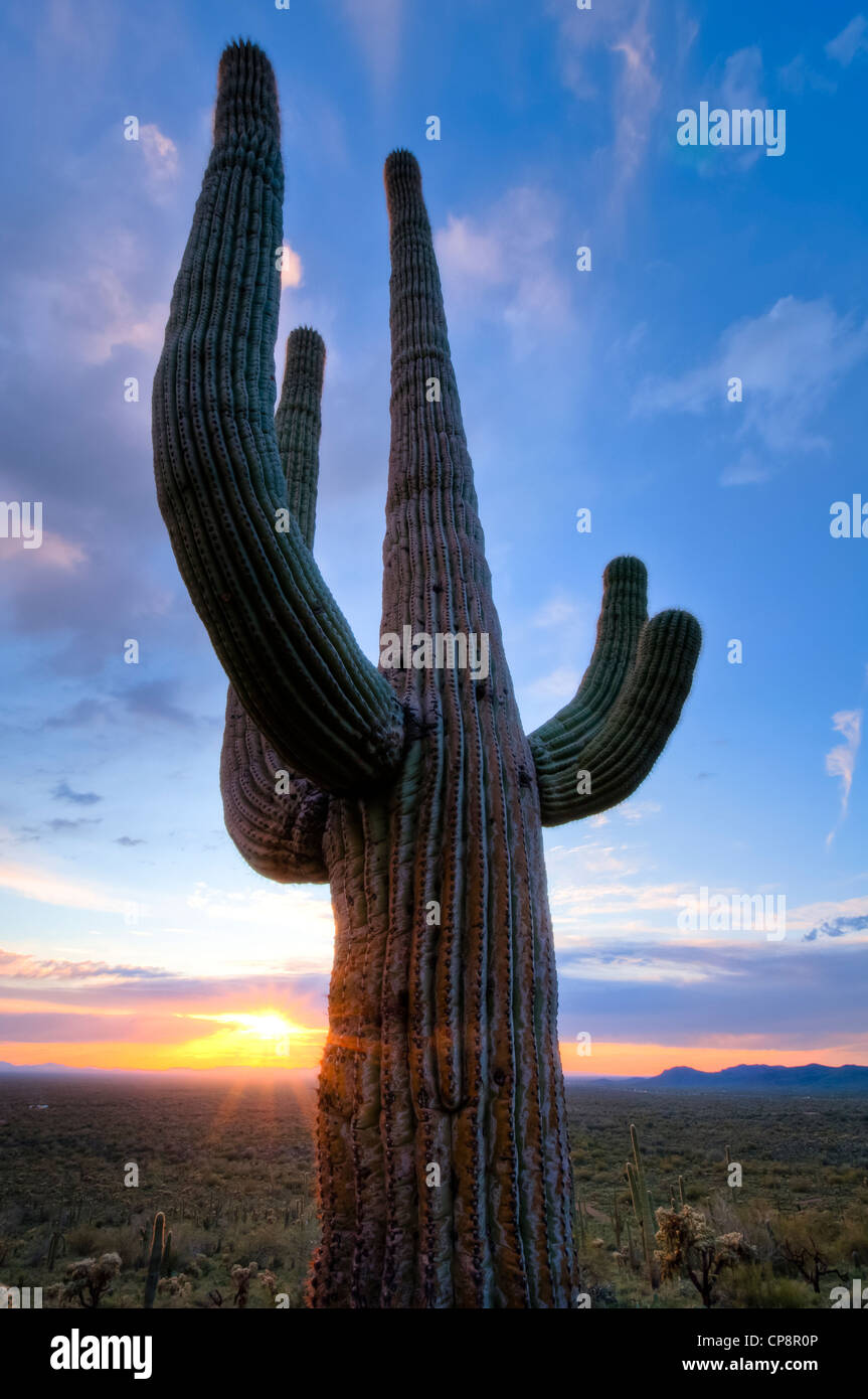 Wonderful huge Saguaro Cactus in the Sonoran Desert of the Southwestern ...