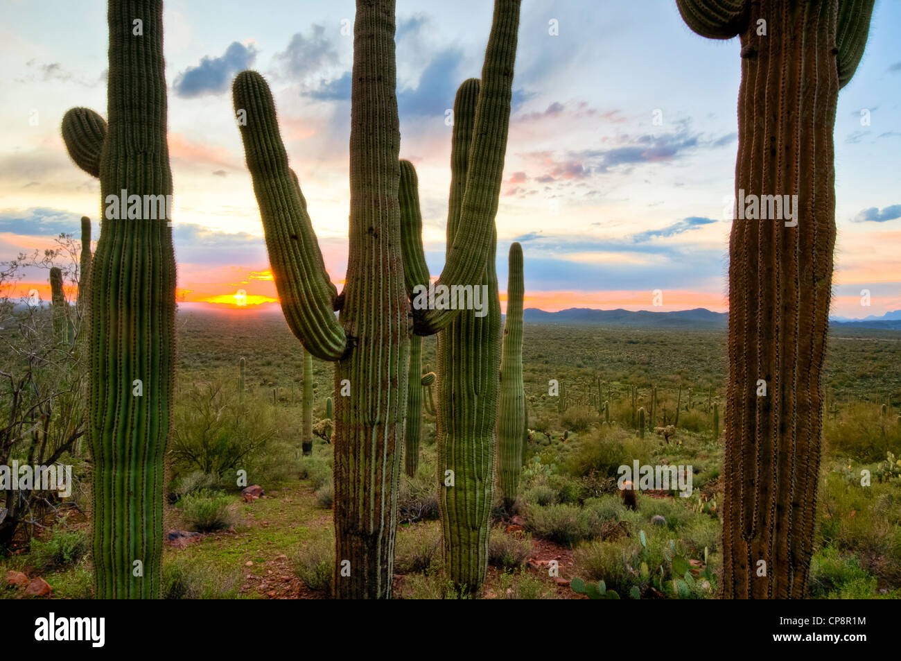 Wonderful huge Saguaro Cactus in the Sonoran Desert of the Southwestern ...