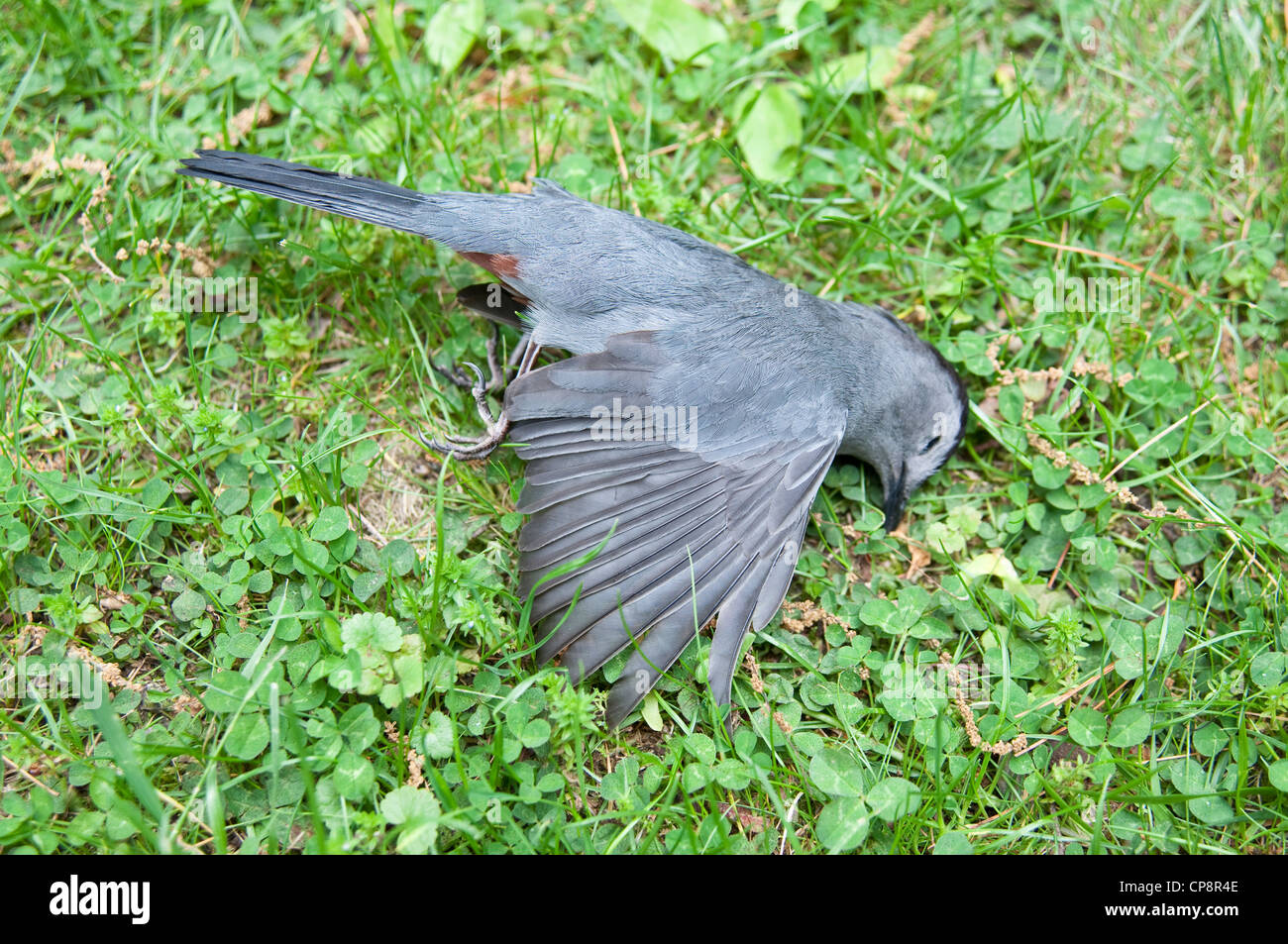 A dead Grey Catbird. The bird has a broken neck after flying into a ...