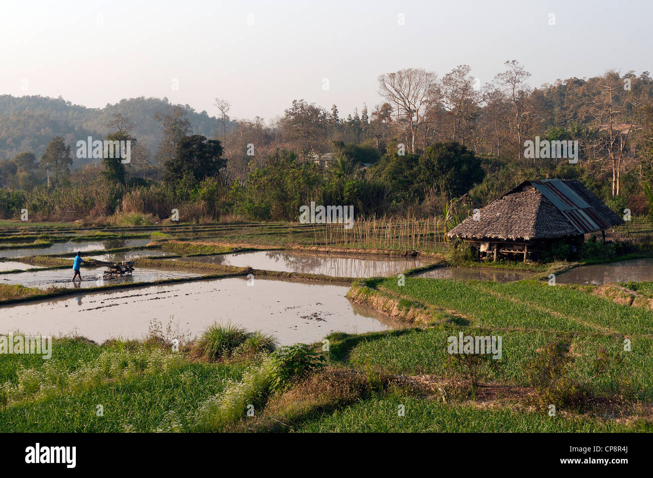 Rice paddi hi-res stock photography and images - Alamy