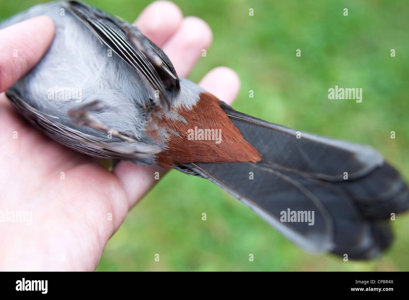 A dead Grey Catbird in a man's hand. The bird has a broken neck after ...