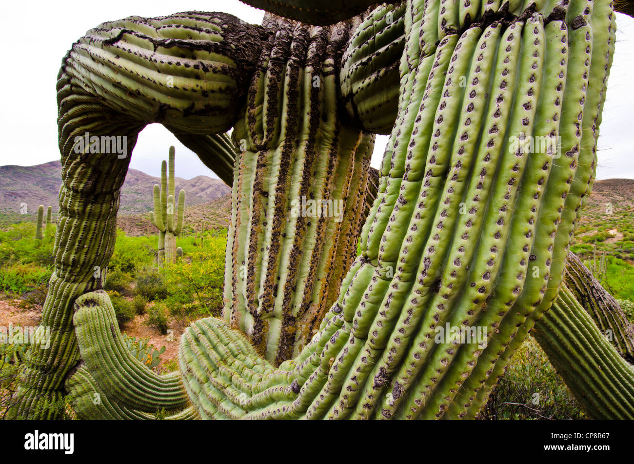 Wonderful huge Saguaro Cactus in the Sonoran Desert of the Southwestern ...