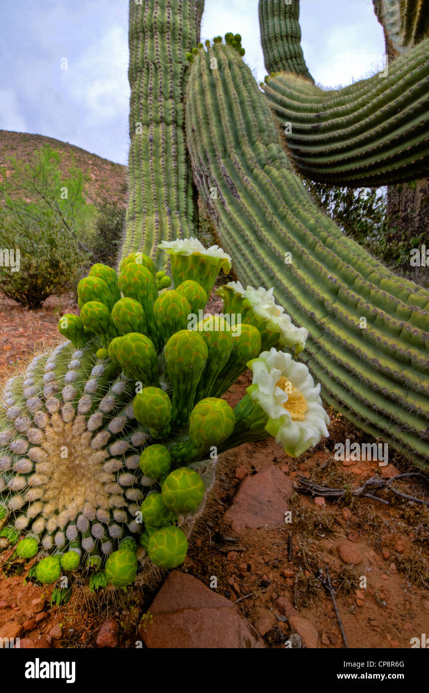 Wonderful huge Saguaro Cactus in the Sonoran Desert of the Southwestern ...