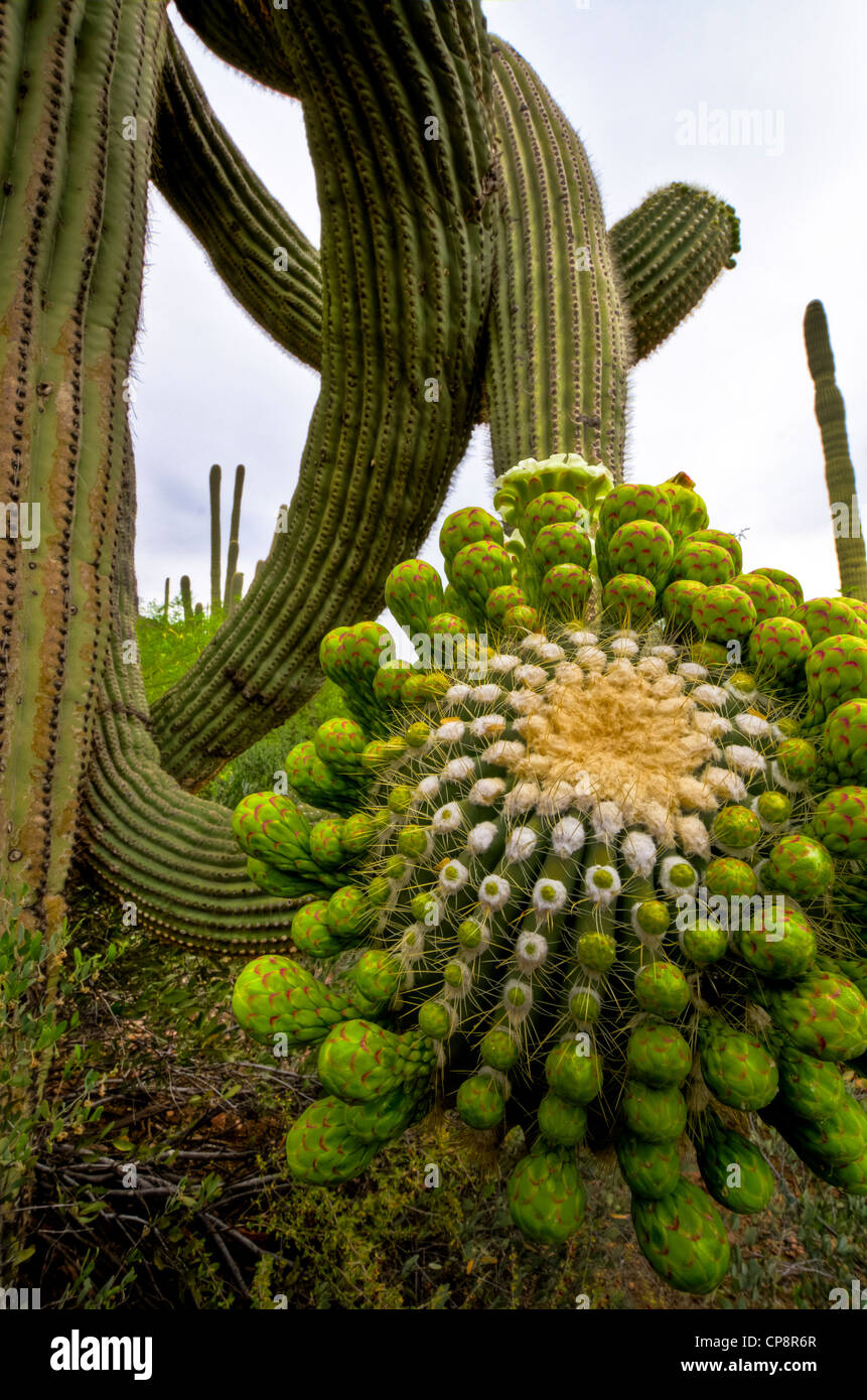 Wonderful huge Saguaro Cactus in the Sonoran Desert of the Southwestern ...