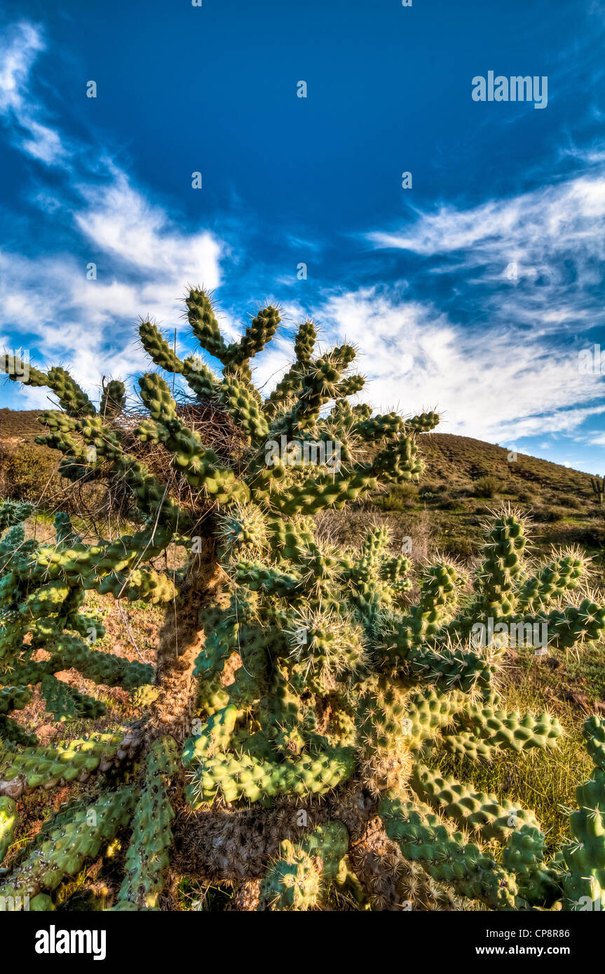 Desert flora hi-res stock photography and images - Alamy