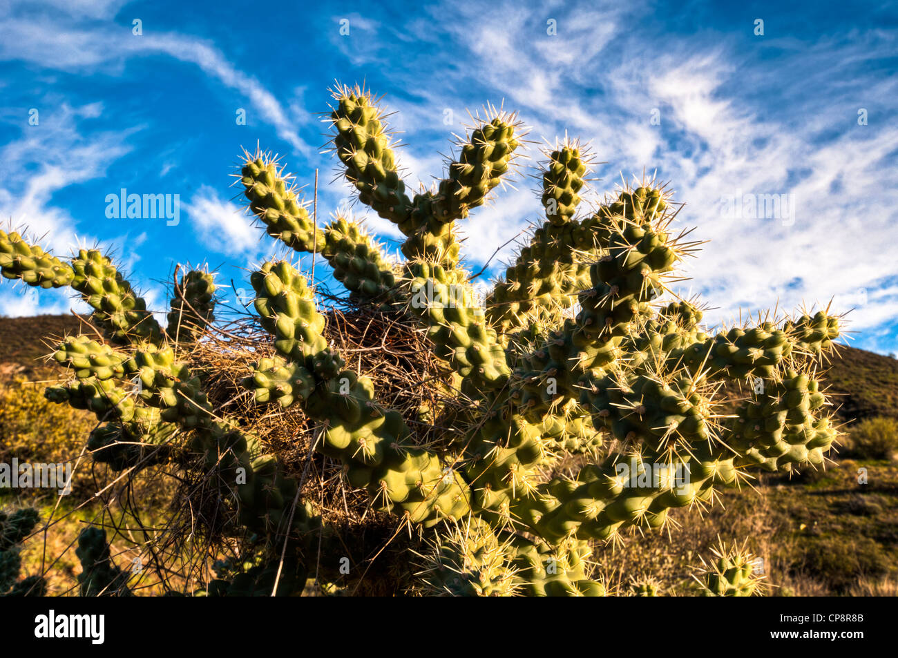 Desert flora in the Sonoran Desert east Mesa, AZ Fruit-chain cholla ...