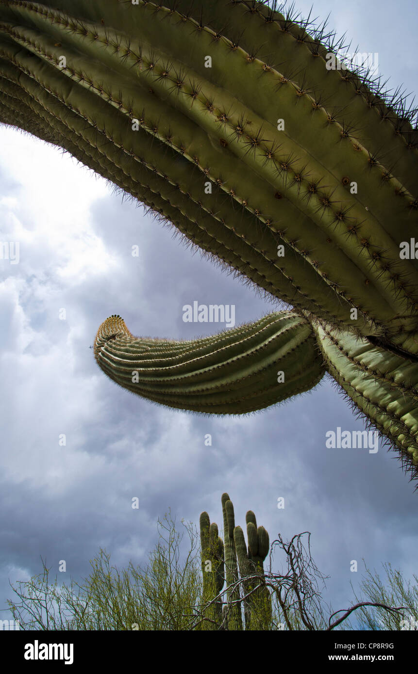 Wonderful huge Saguaro Cactus in the Sonoran Desert of the Southwestern ...