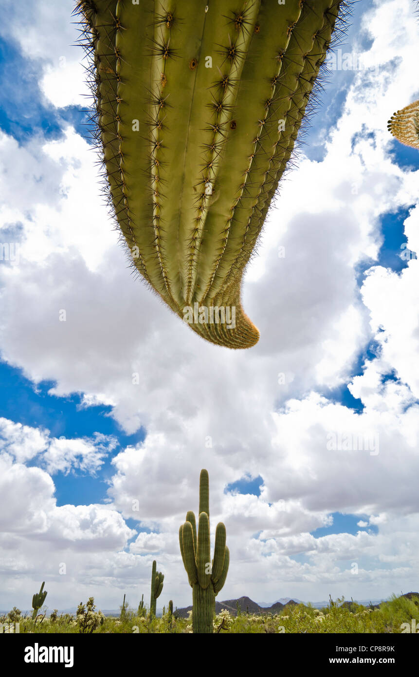 Wonderful huge Saguaro Cactus in the Sonoran Desert of the Southwestern ...