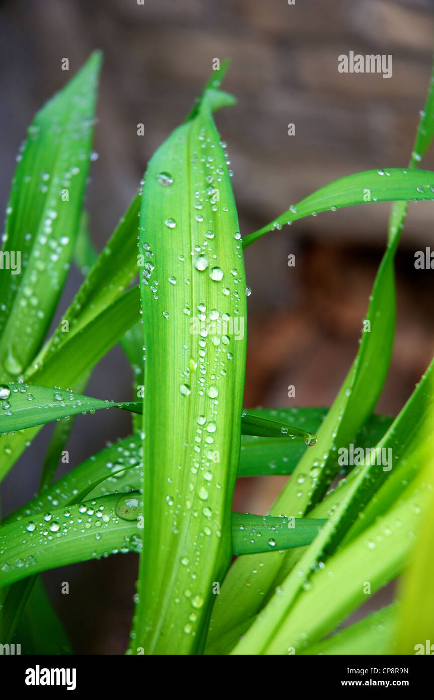morning drops on green leaves in a wonderful background Stock Photo - Alamy