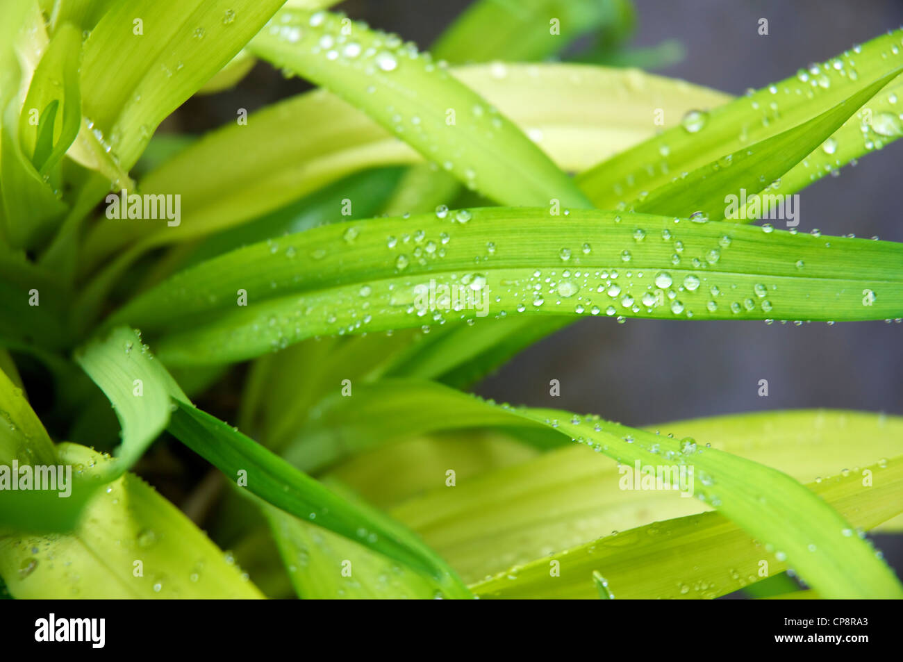 morning drops on green leaves in a wonderful background Stock Photo - Alamy