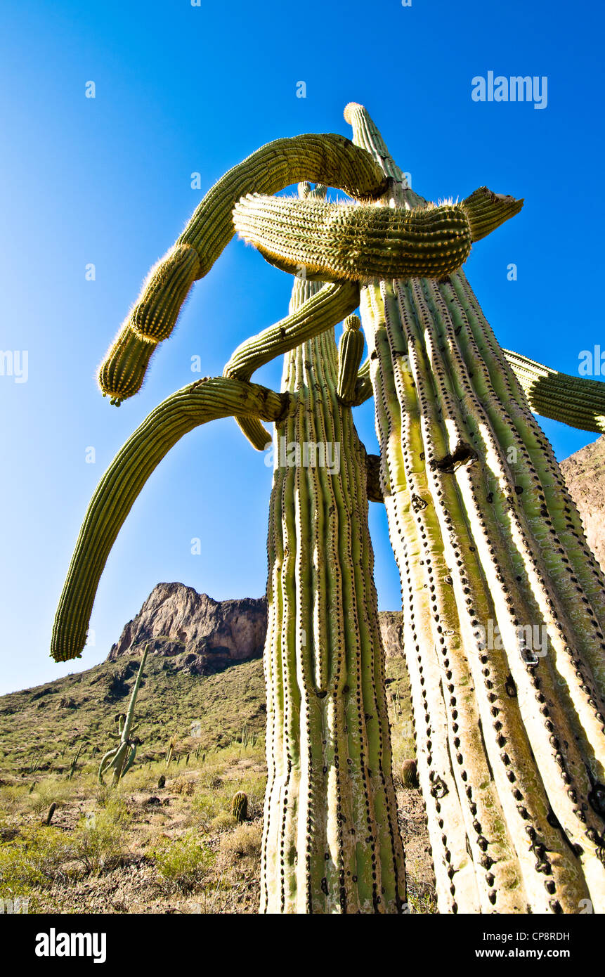 Wonderful huge Saguaro Cactus in the Sonoran Desert of the Southwestern ...
