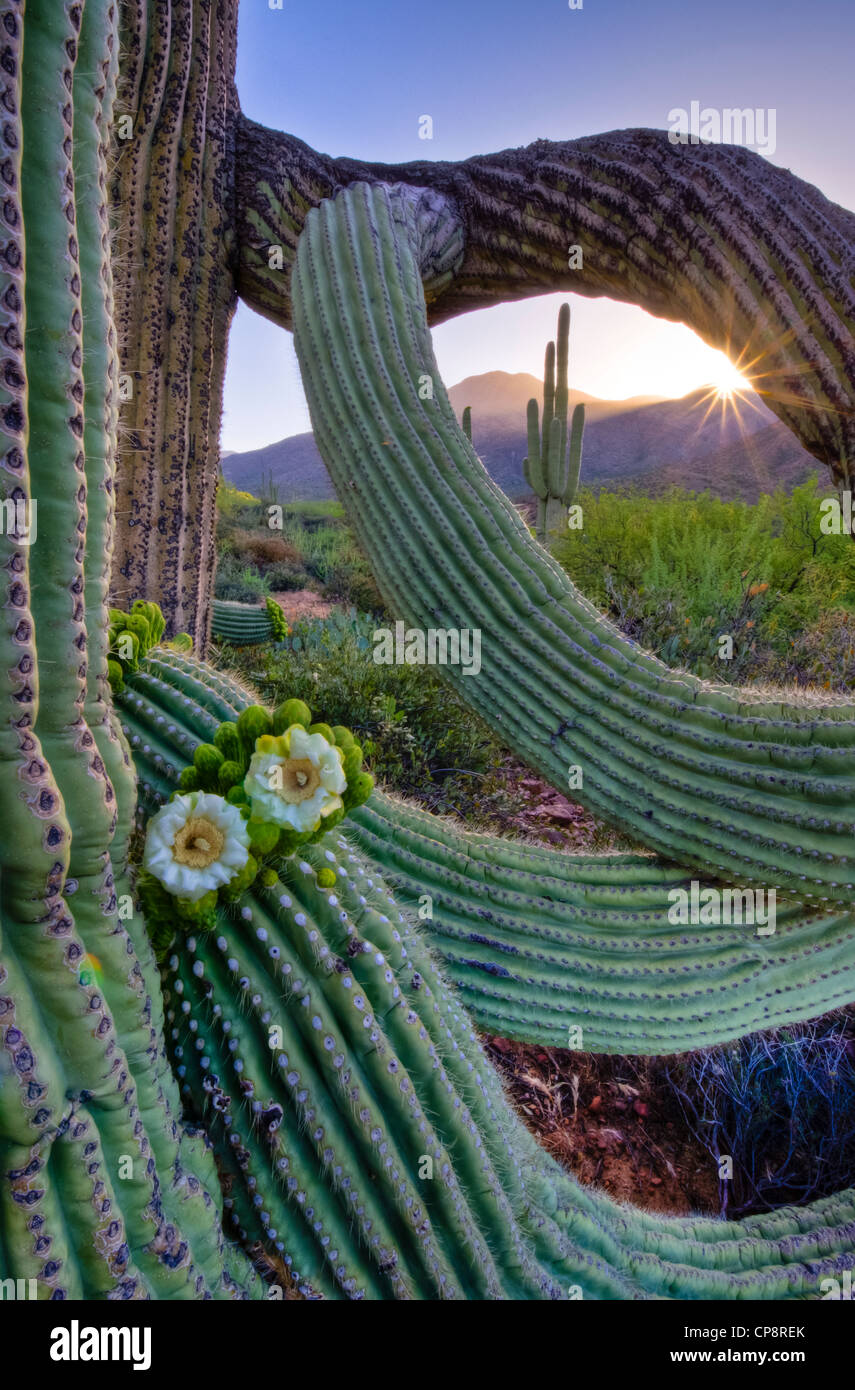 Wonderful huge Saguaro Cactus in the Sonoran Desert of the Southwestern ...