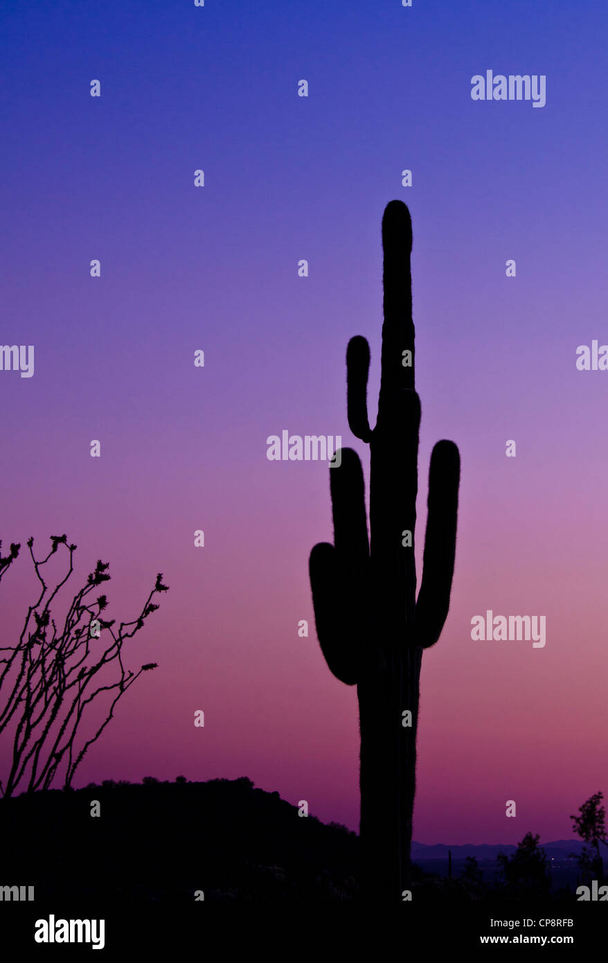 Wonderful huge Saguaro Cactus in the Sonoran Desert of the Southwestern ...