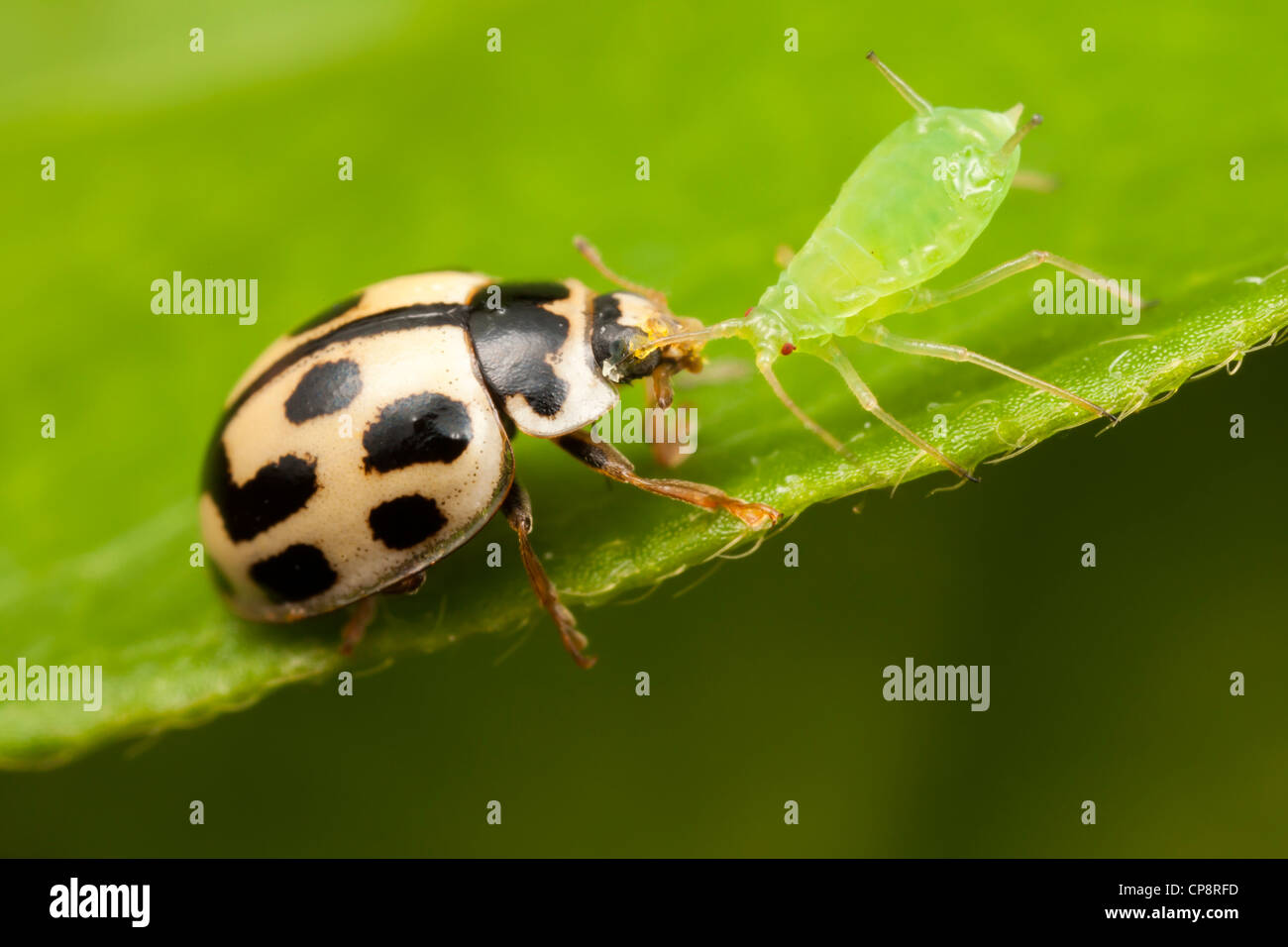 Leaf eating lady beetle hi-res stock photography and images - Alamy