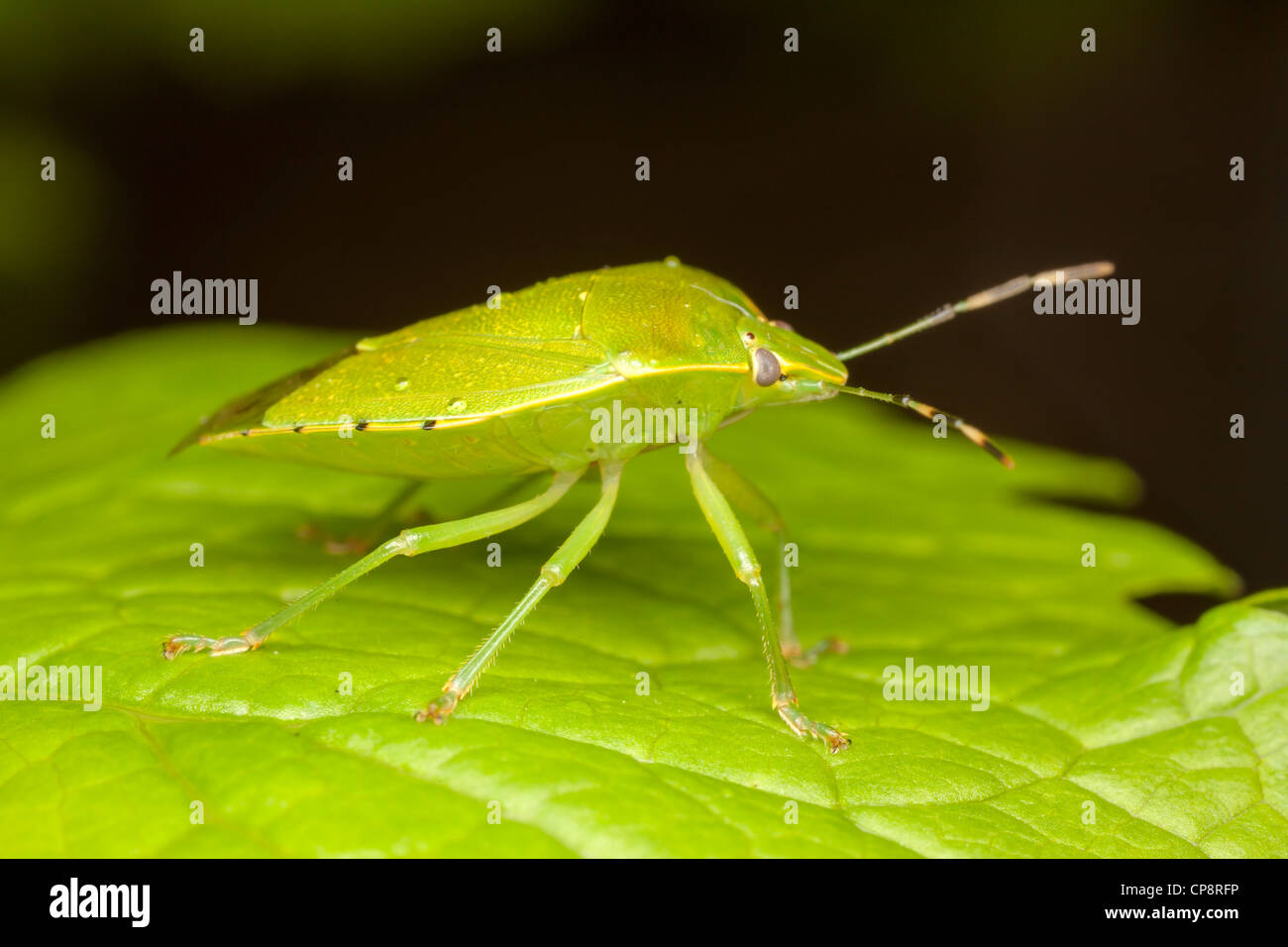 Green stink bugs hi-res stock photography and images - Alamy