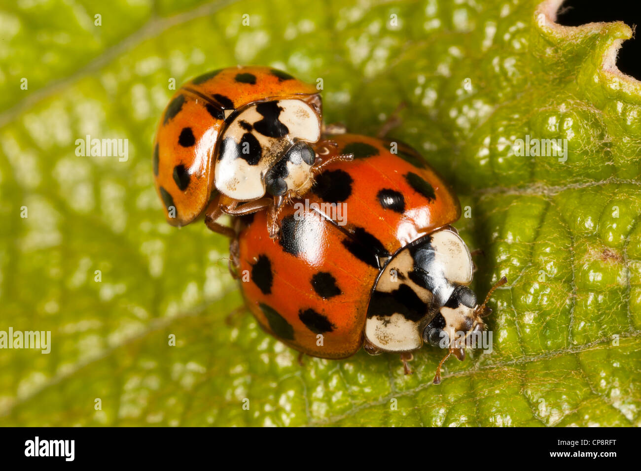 Multicolored asian lady beetle hi-res stock photography and images - Alamy