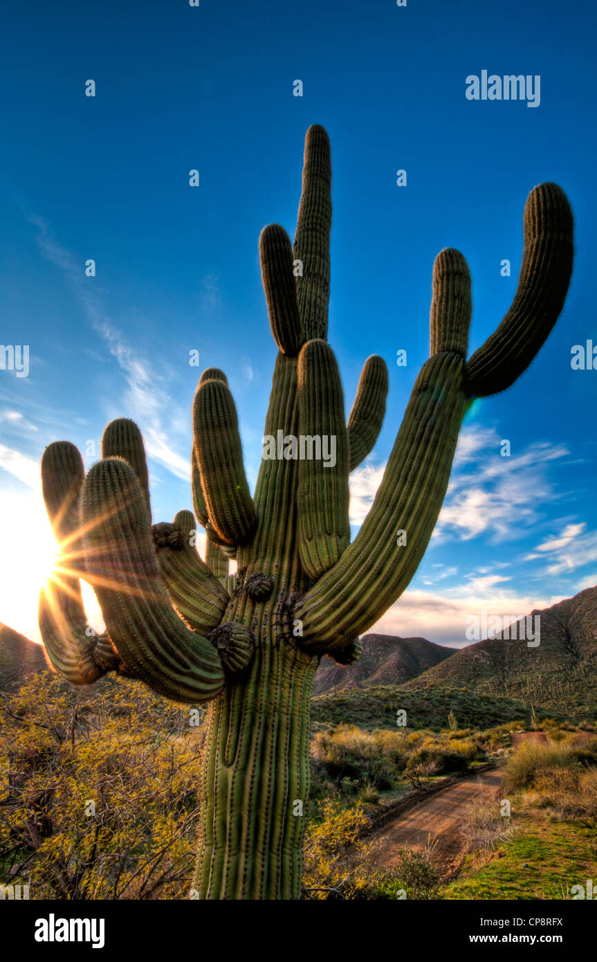 Wonderful huge Saguaro Cactus in the Sonoran Desert of the Southwestern ...