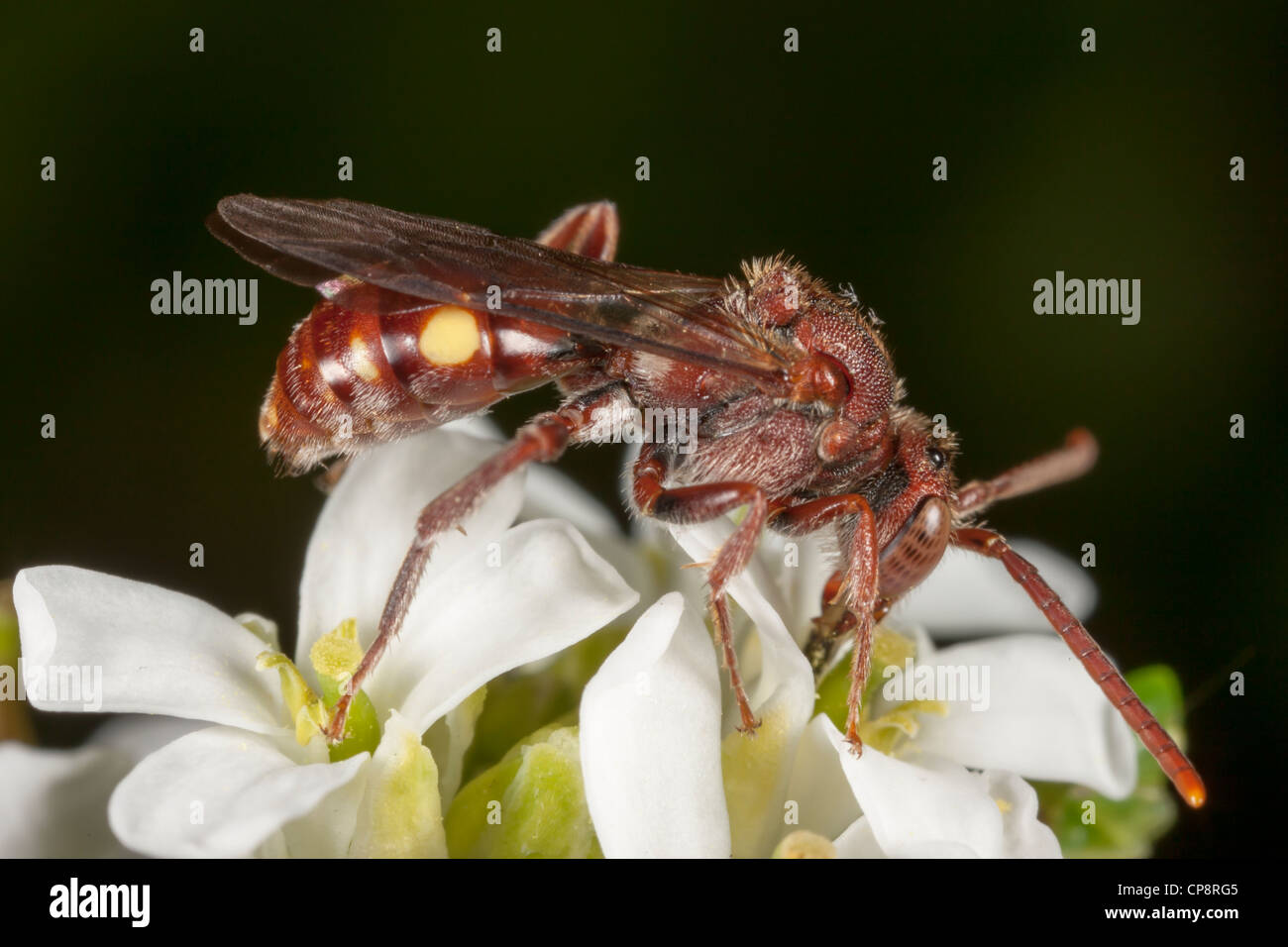 Insects arthropoda hymenoptera nomada hi-res stock photography and ...