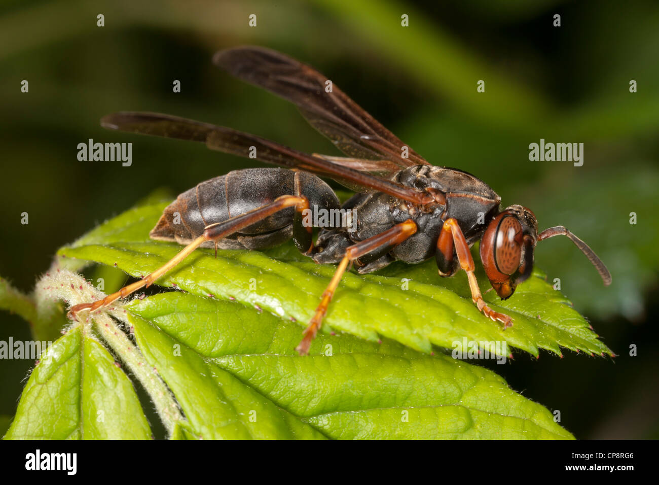 A female Northern Paper Wasp (Polistes fuscatus) on a leaf Stock Photo ...