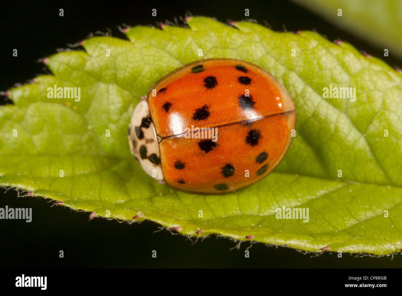 Multicolored Asian Lady Beetle (Harmonia axyridis Stock Photo - Alamy