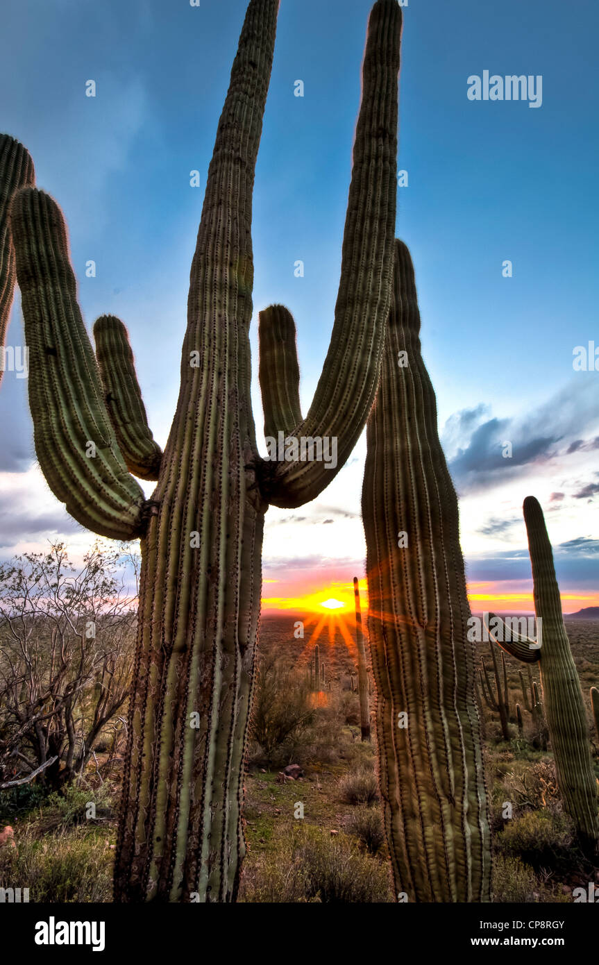 Wonderful huge Saguaro Cactus in the Sonoran Desert of the Southwestern ...