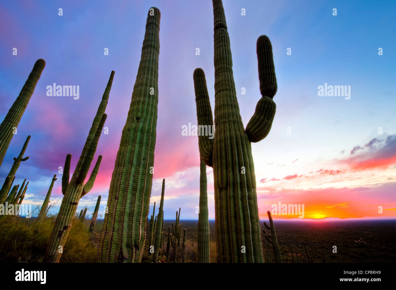 Wonderful huge Saguaro Cactus in the Sonoran Desert of the Southwestern ...