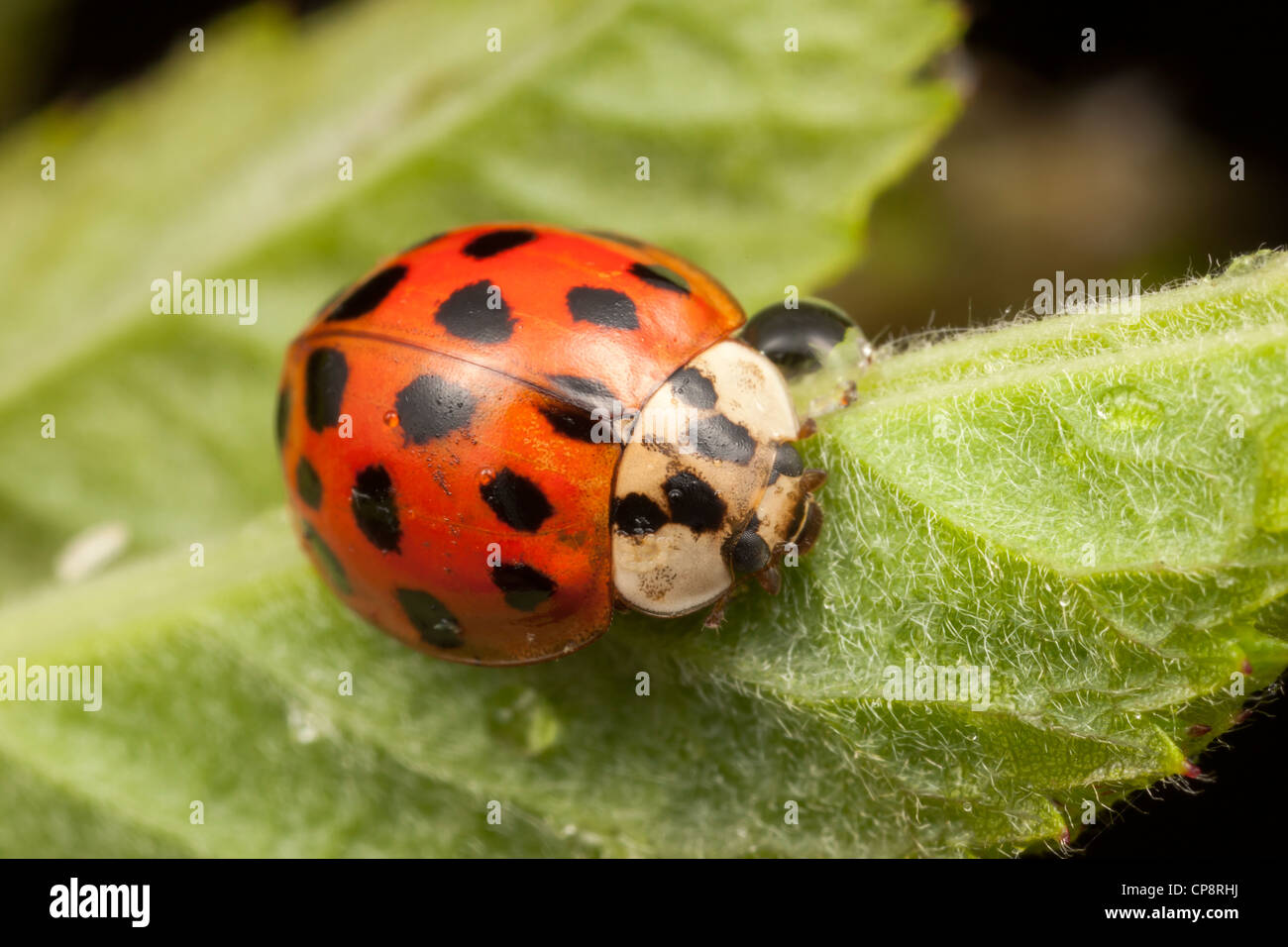 Multicolored asian lady beetle hi-res stock photography and images - Alamy
