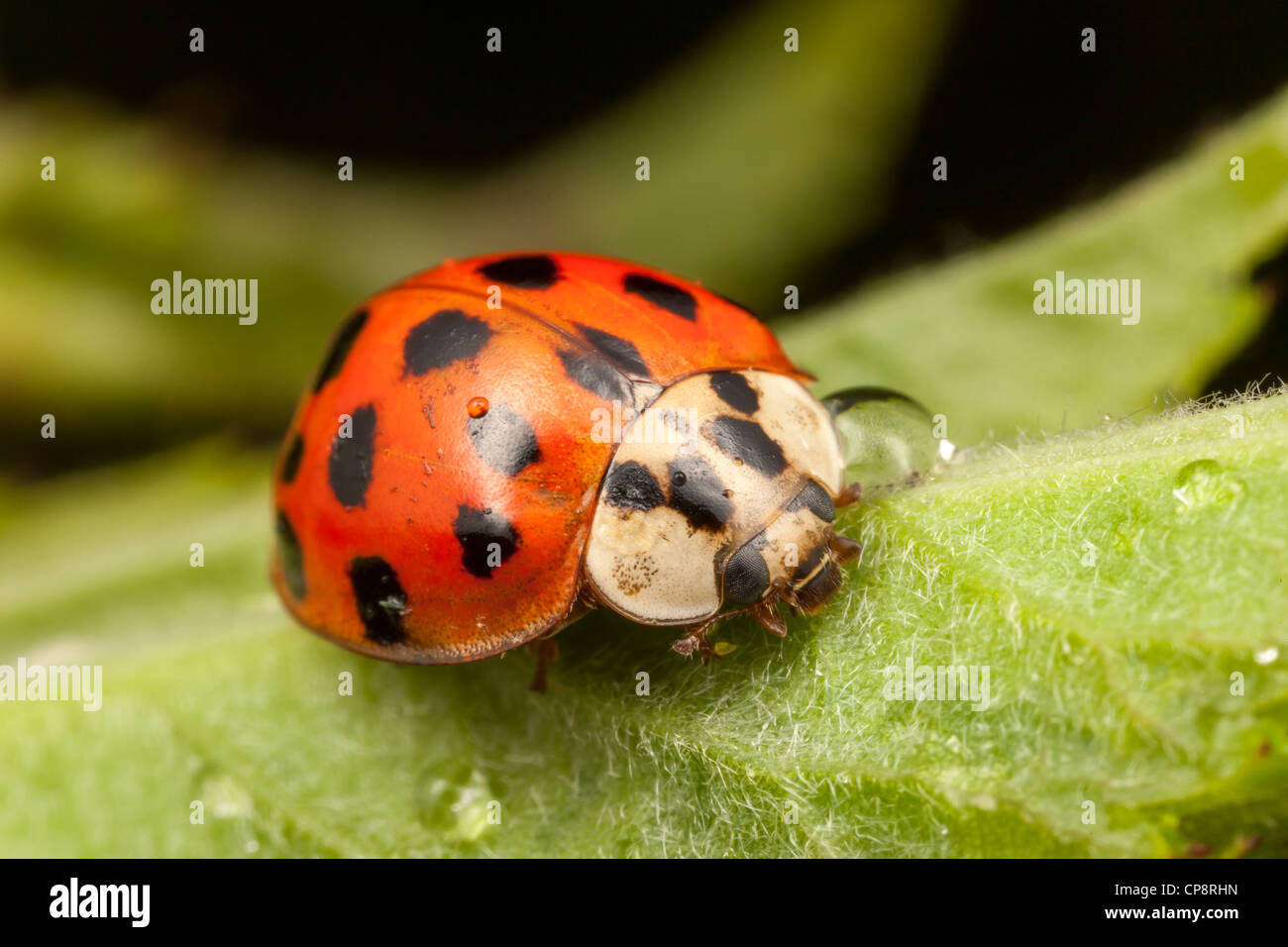 Multicolored Asian Lady Beetle (Harmonia axyridis Stock Photo - Alamy
