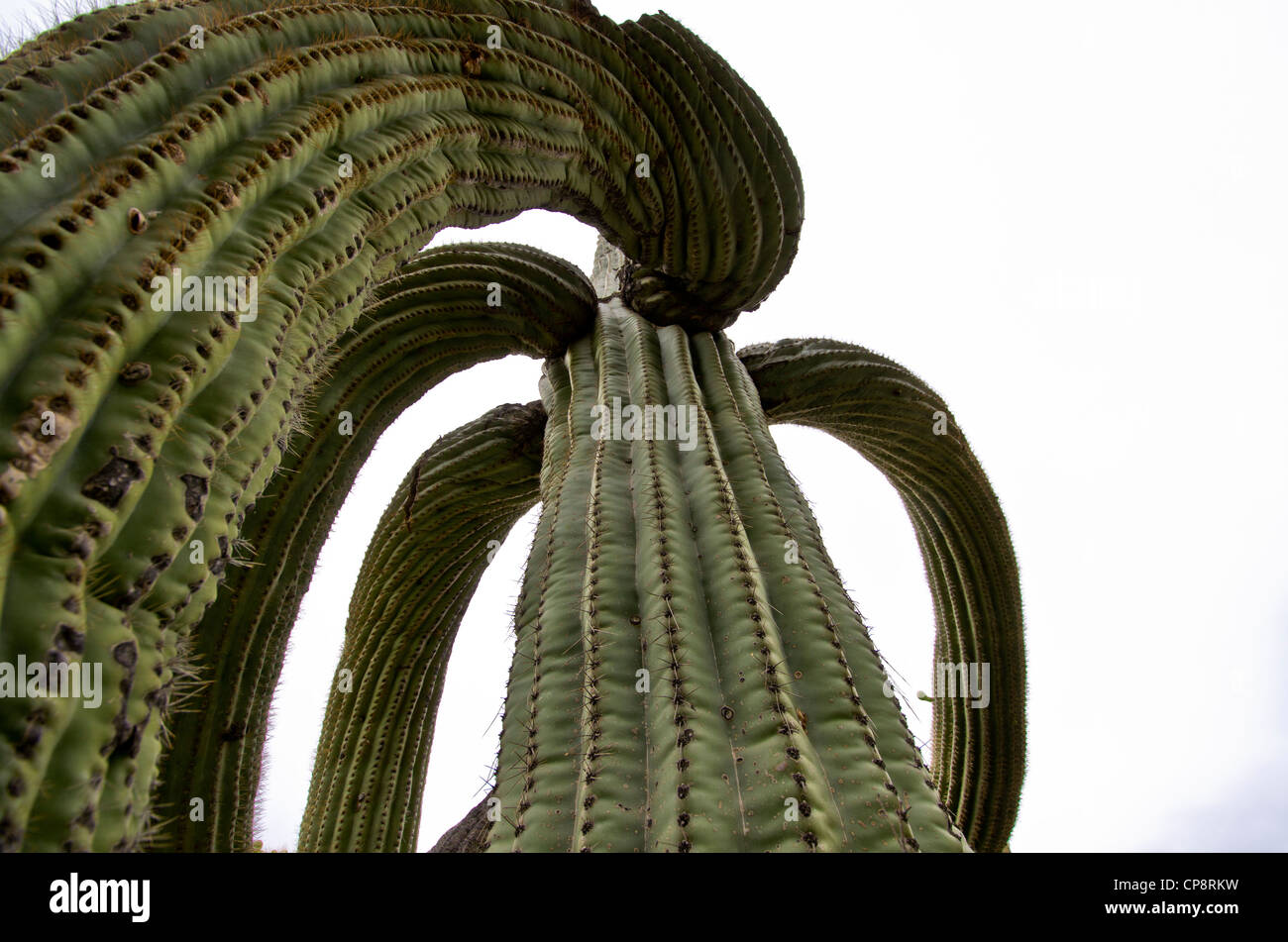 Wonderful huge Saguaro Cactus in the Sonoran Desert of the Southwestern ...