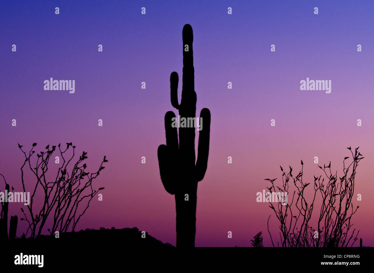 Wonderful huge Saguaro Cactus in the Sonoran Desert of the Southwestern ...