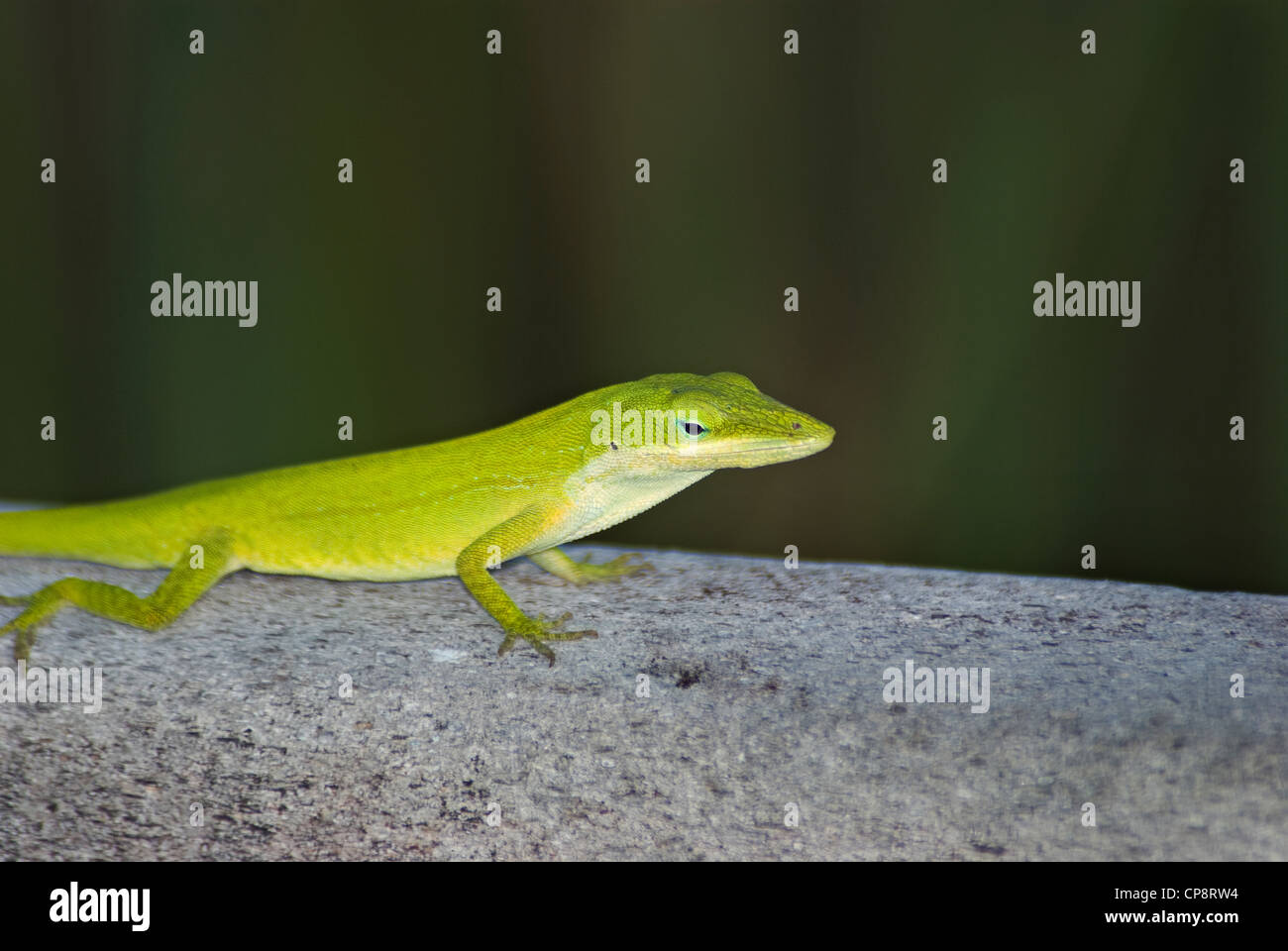 Green Anole, Anolis carolinensis Stock Photo - Alamy