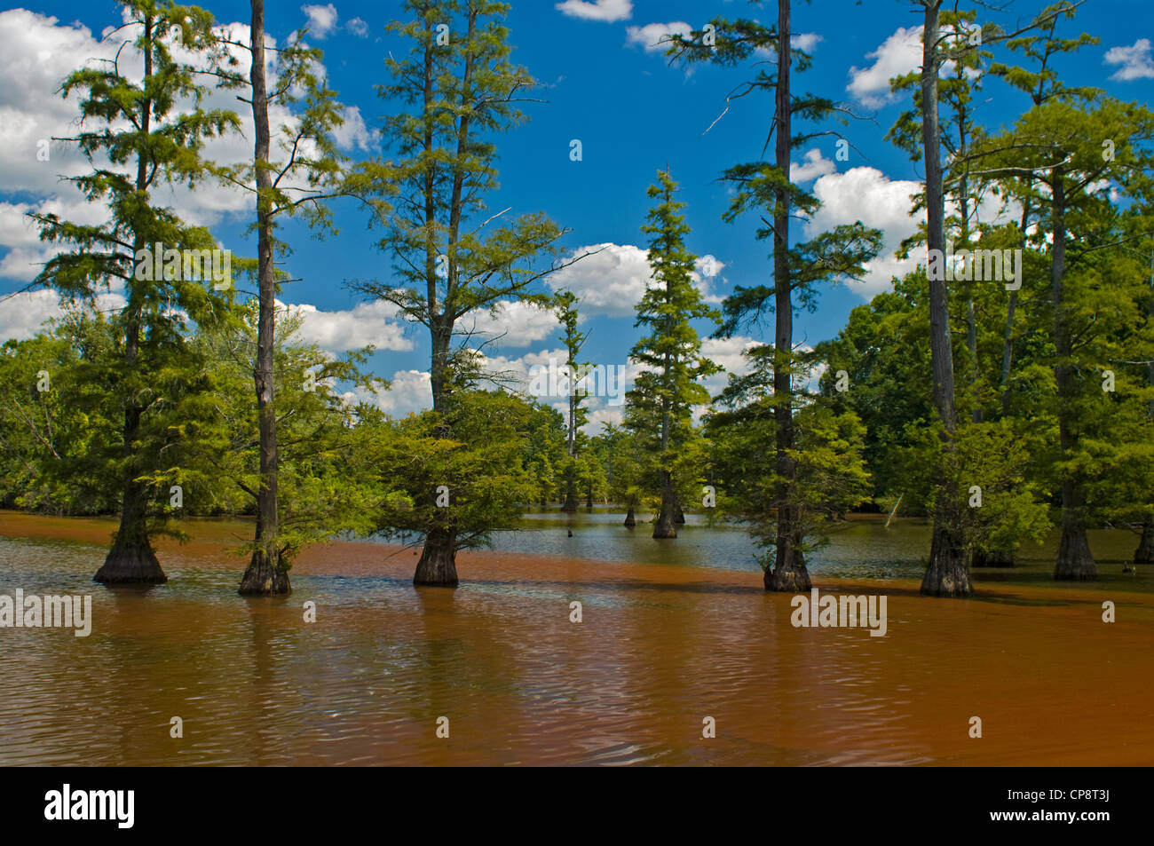Cypress swamp hi-res stock photography and images - Alamy