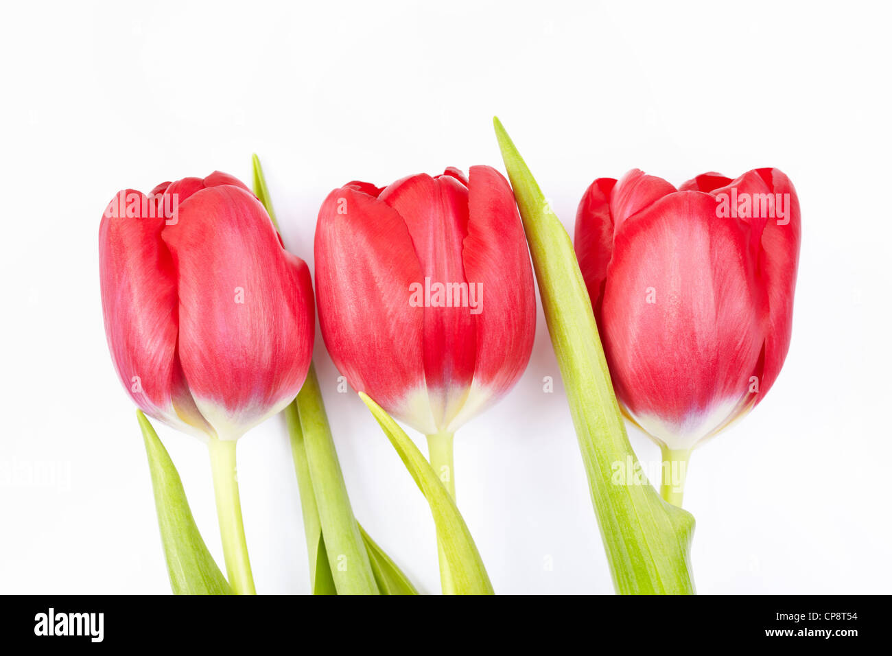 Three petal flower hi-res stock photography and images - Alamy