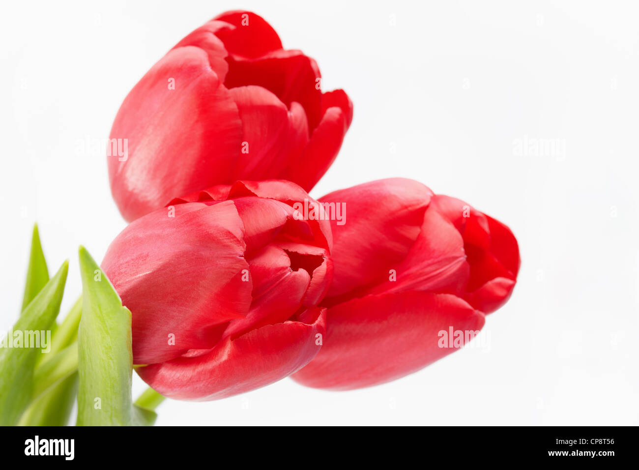 Three petal flower hi-res stock photography and images - Alamy