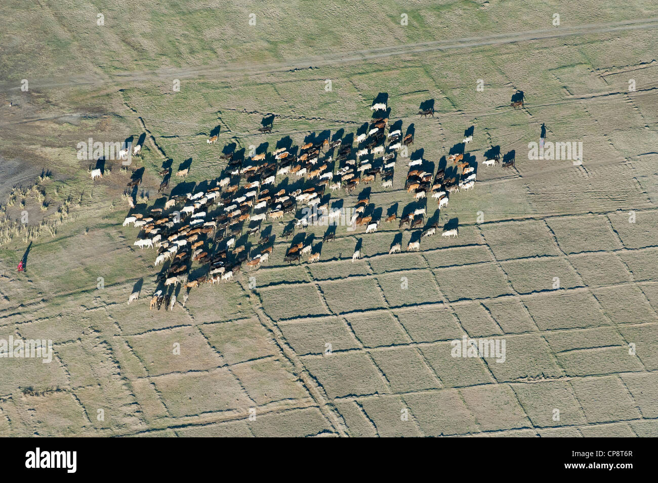 Cattle crossing dry paddy rice fields, aerial view, Arusha Region ...