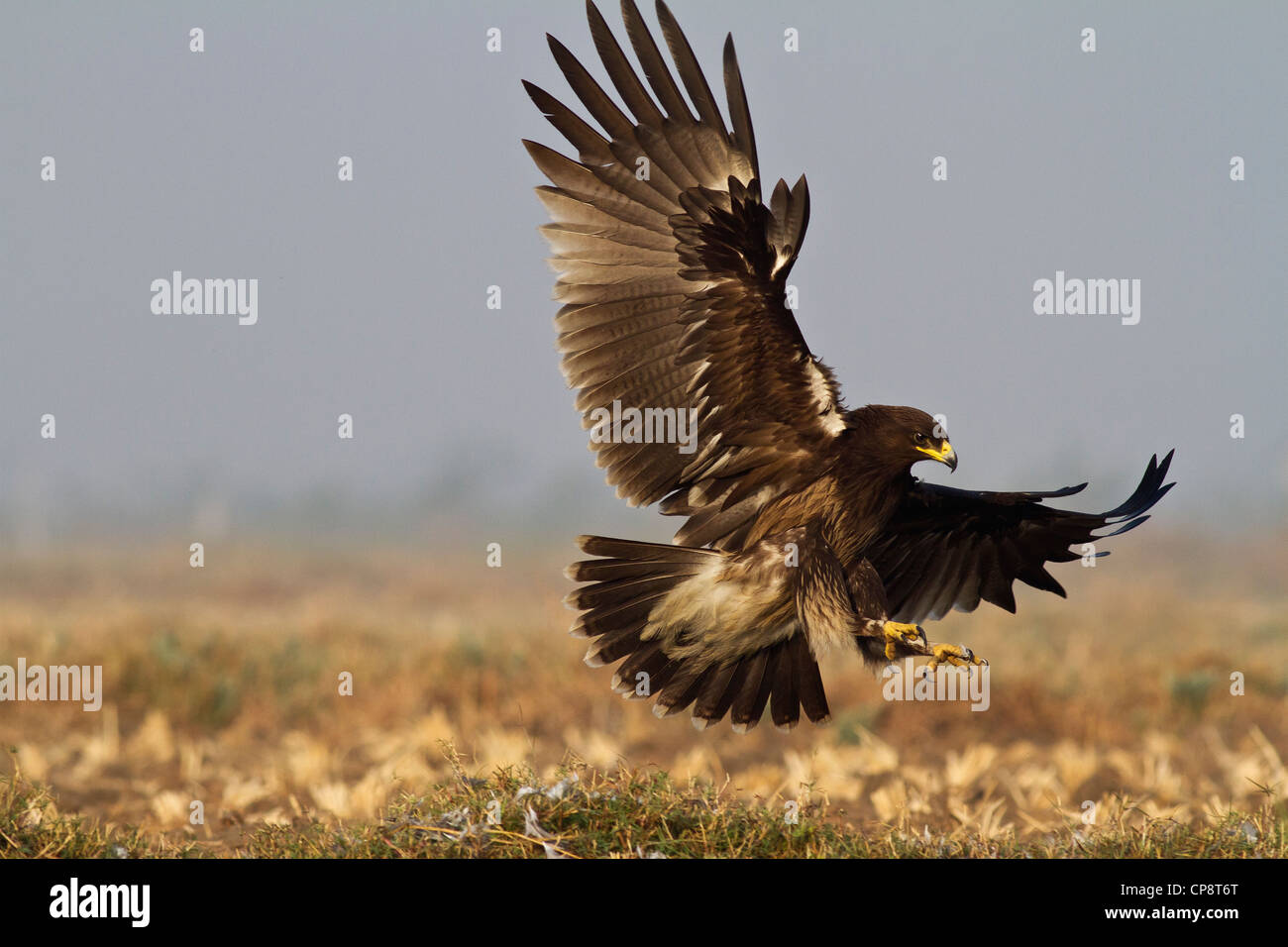 Greater Spotted Eagle (Aquila clanga) Landing Stock Photo - Alamy
